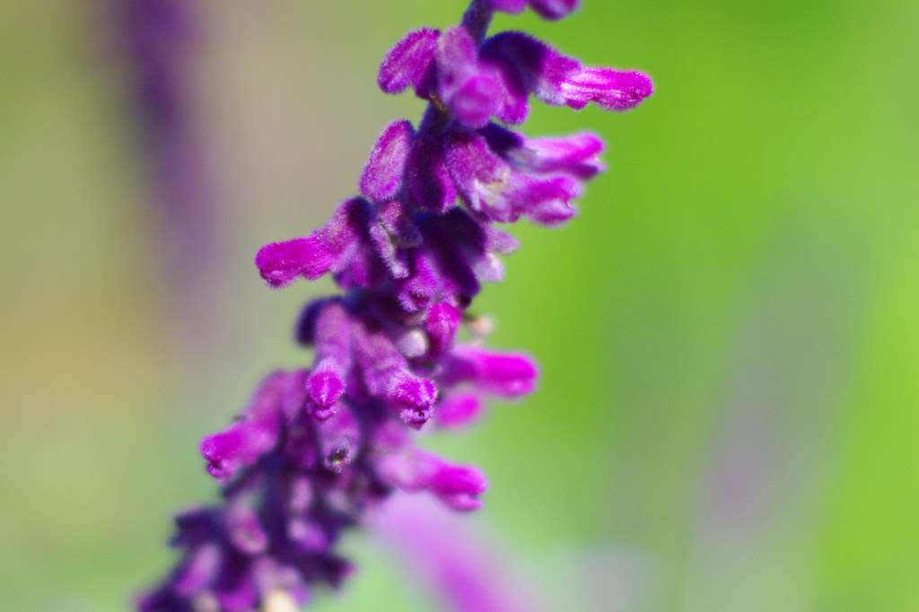 Fuzzy Purple Flower Identification